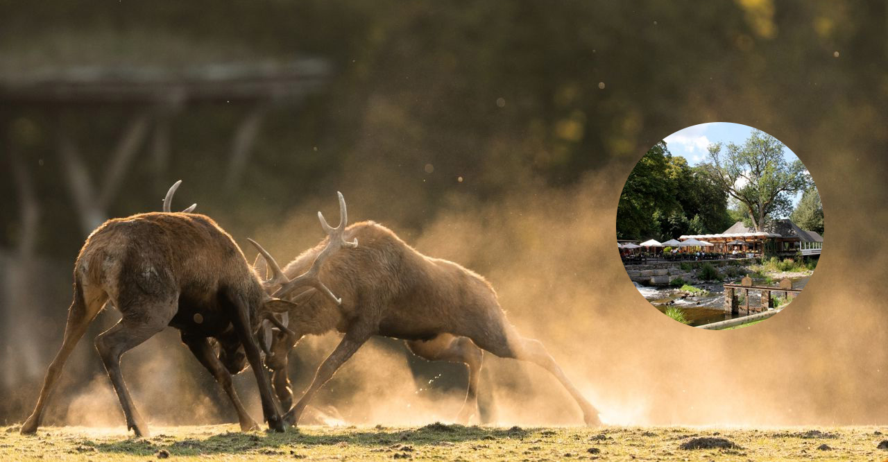 Brame du Cerf - Domaine des Grottes de Han | Expériences Uniques en ...